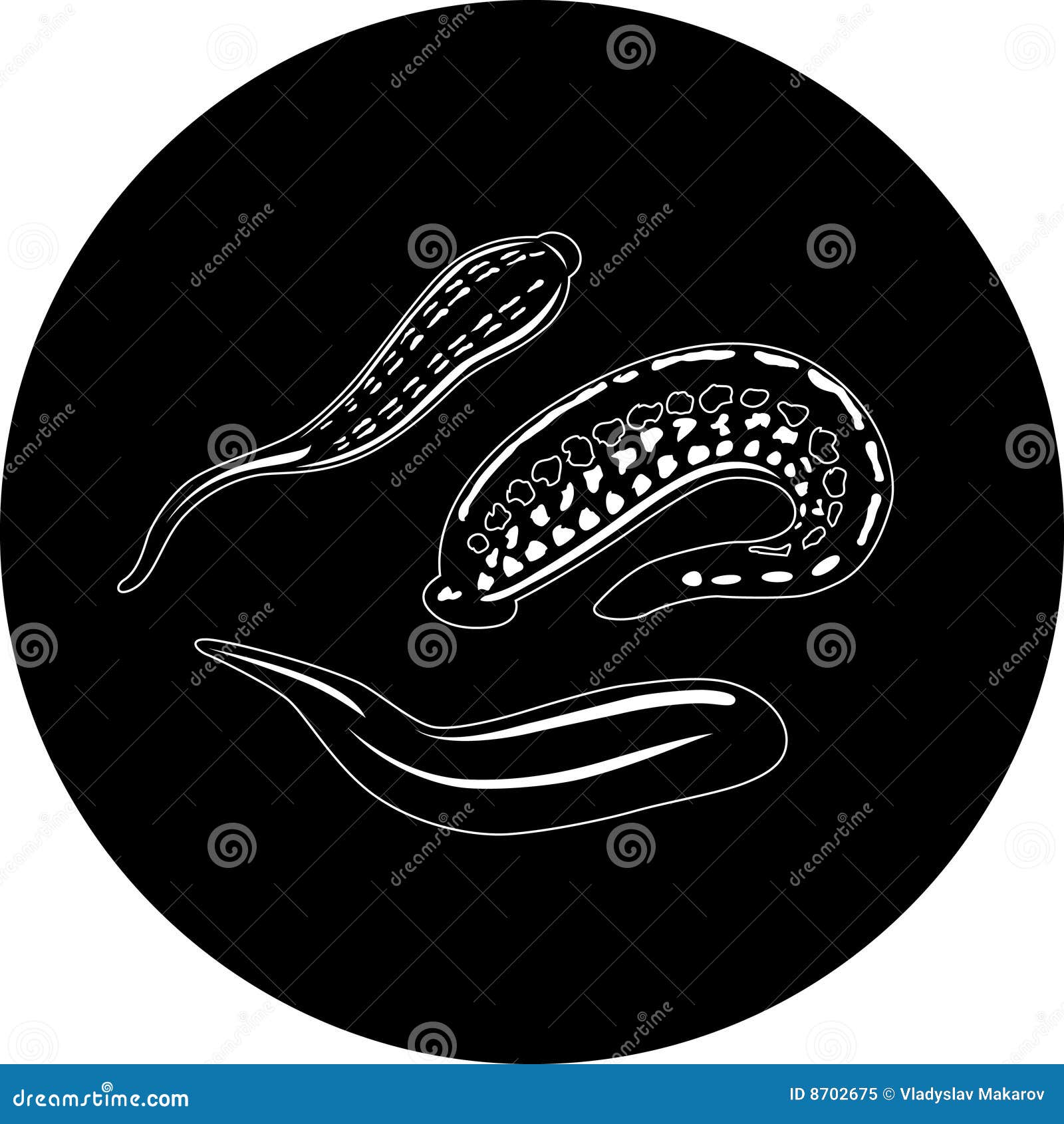 Medicinal Leech, Vintage Engraving Vector Illustration | CartoonDealer ...