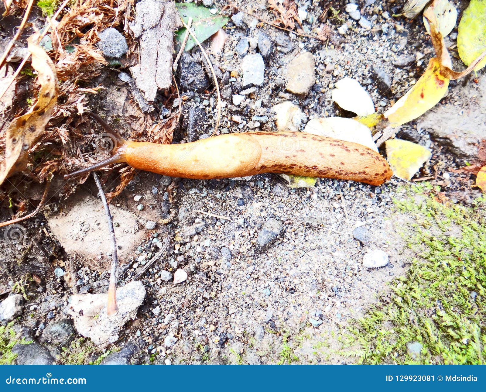 Leech the bloodsucker worm stock image. Image of wild - 129923081