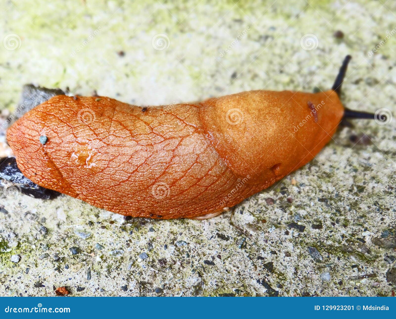 Leech the bloodsucker worm stock image. Image of wild - 129923201