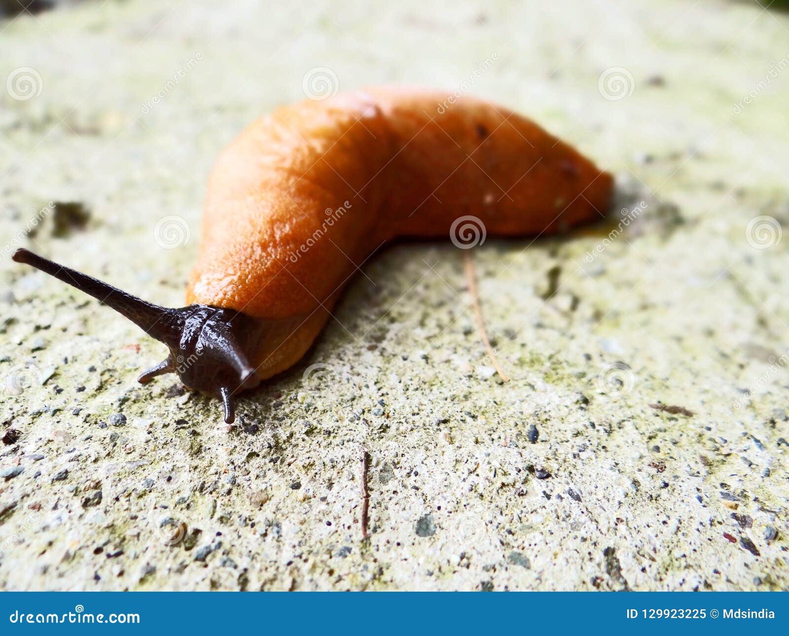 Leech the bloodsucker worm stock image. Image of leeches - 129923225