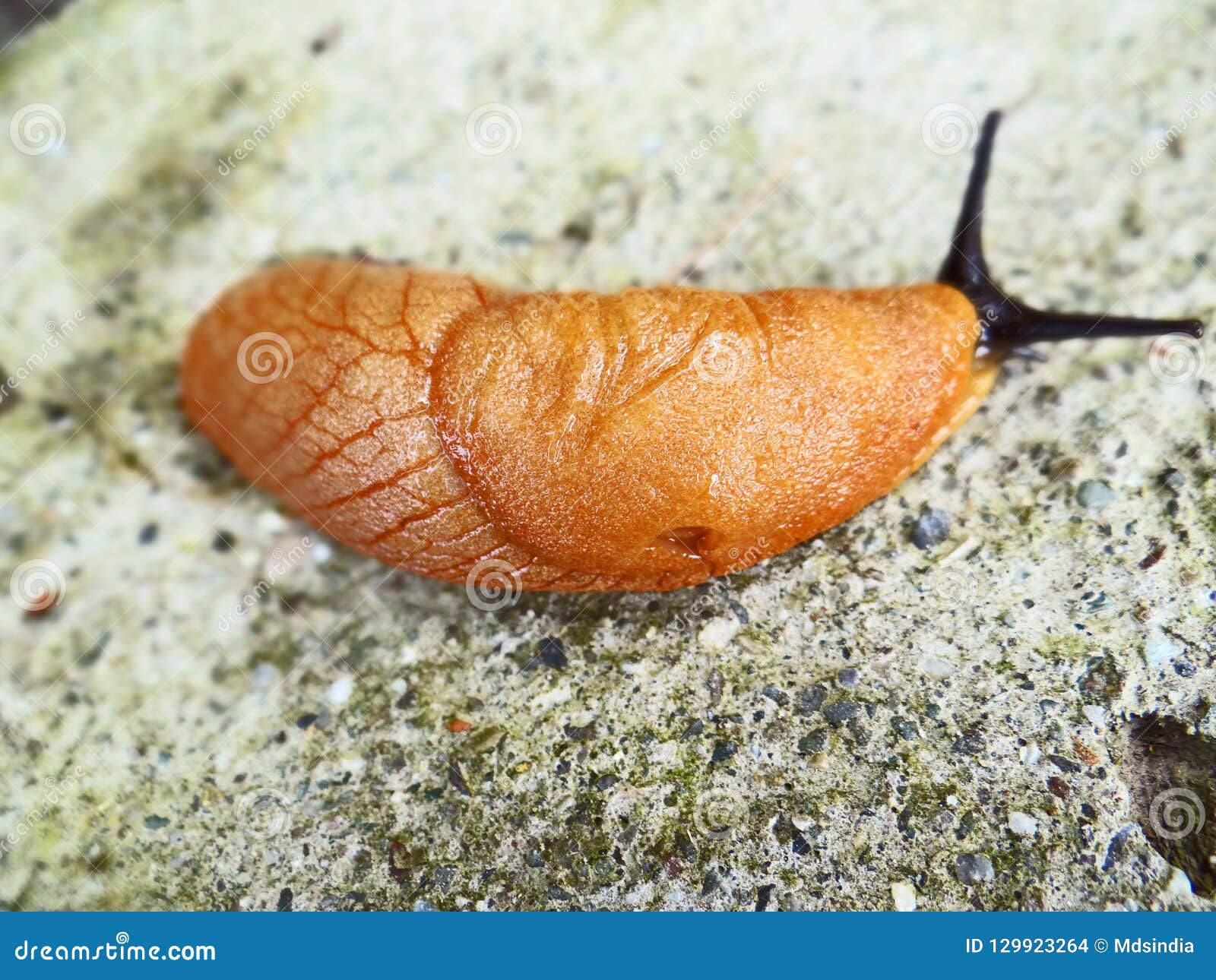 Leech the bloodsucker worm stock photo. Image of bloodletting - 129923264