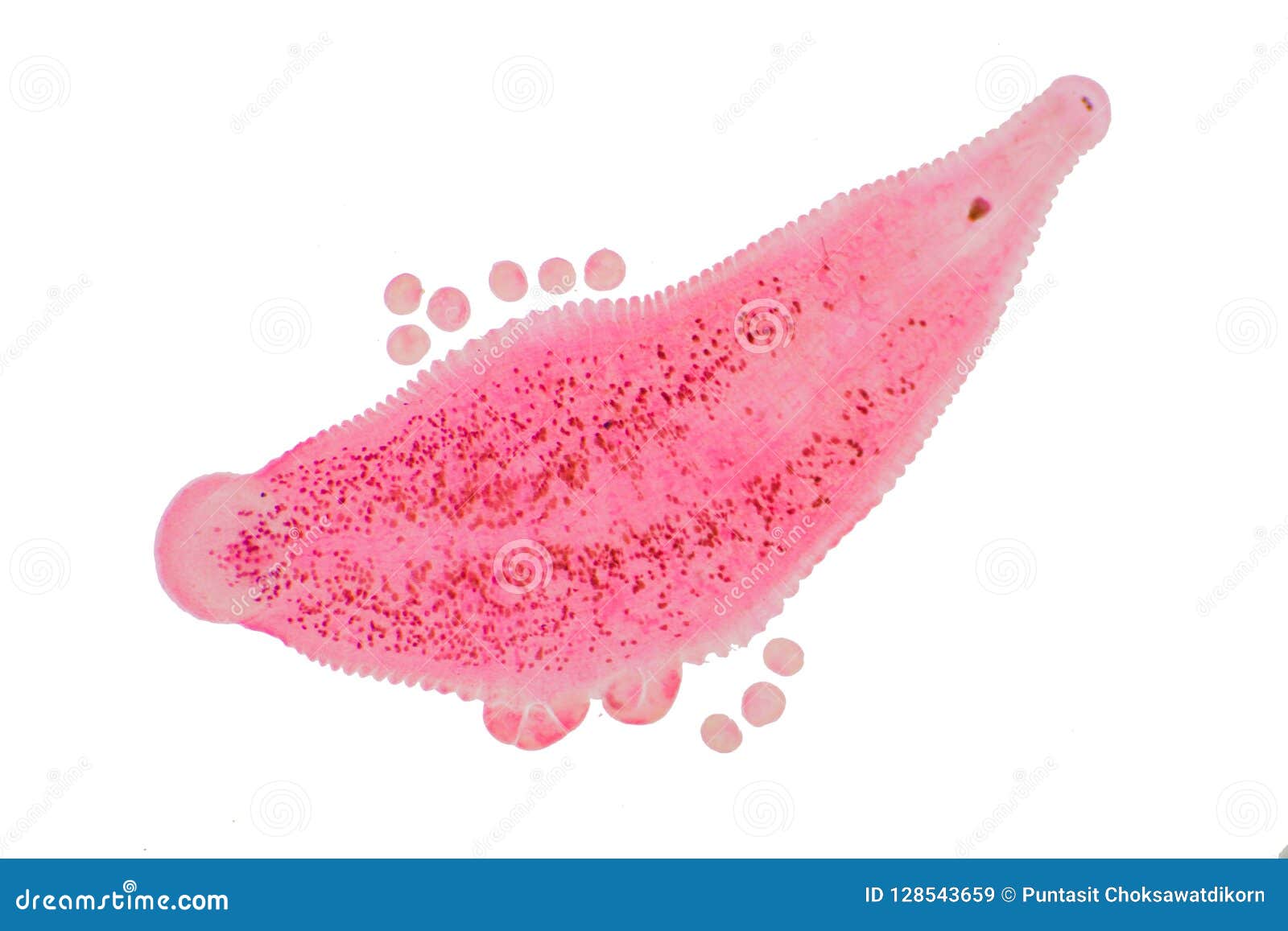 Leech of Cattle and Other Grazing Animals Stock Image - Image of ...