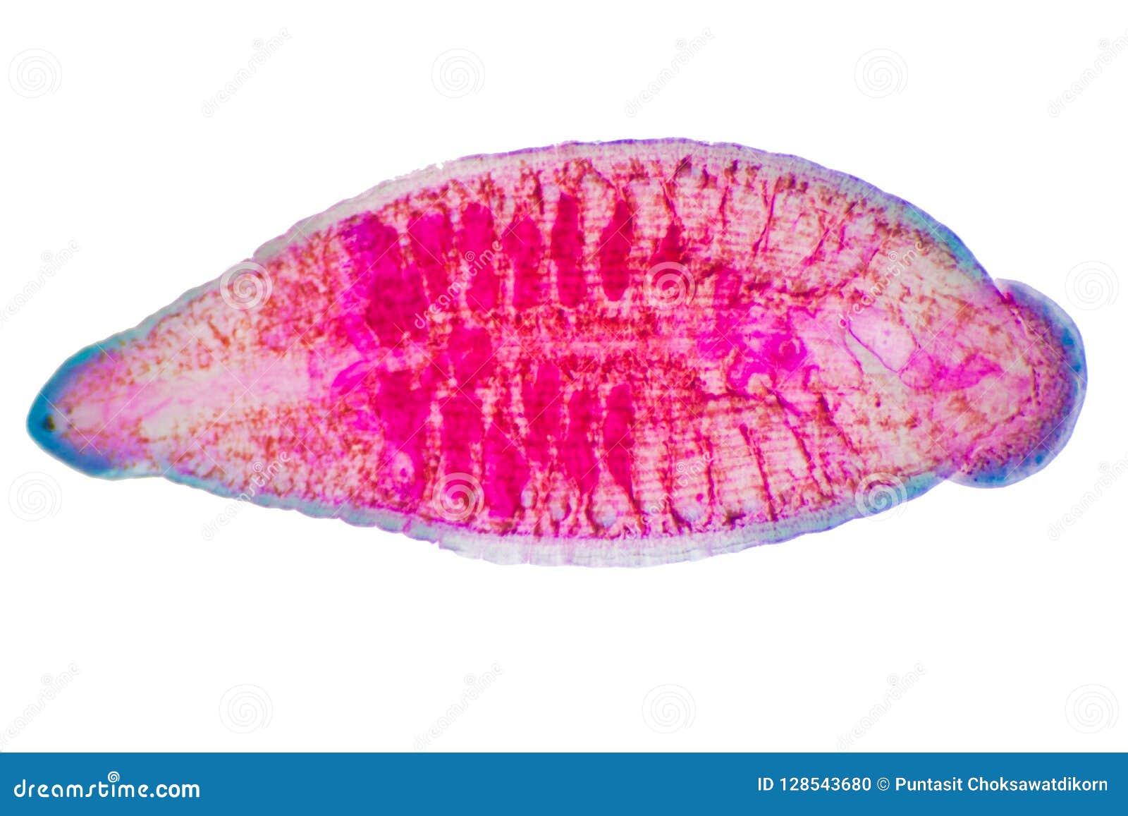 Leech of Cattle and Other Grazing Animals. Stock Photo - Image of ...