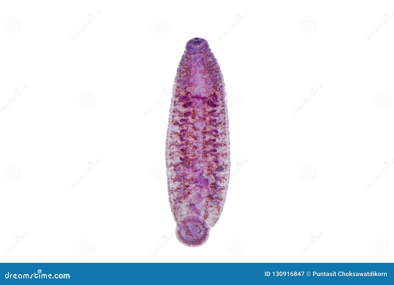 Leech of Cattle and Other Grazing Animals. Stock Image - Image of light ...