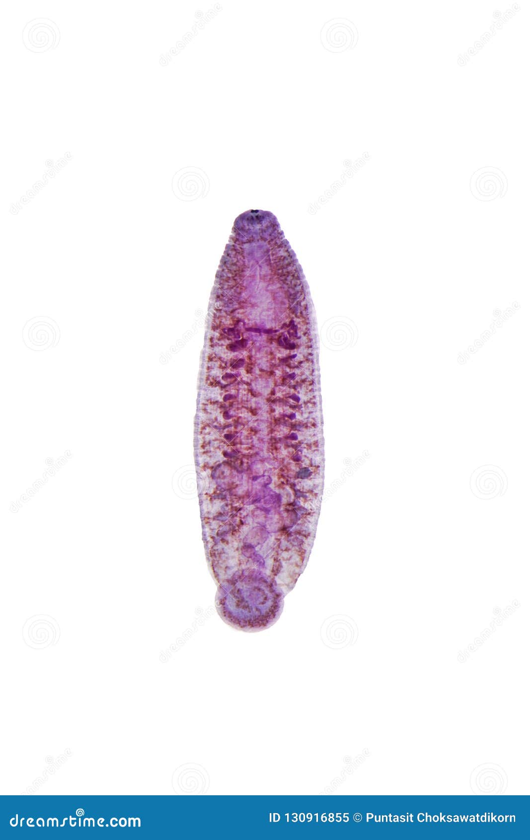 Leech of Cattle and Other Grazing Animals Stock Image - Image of ...