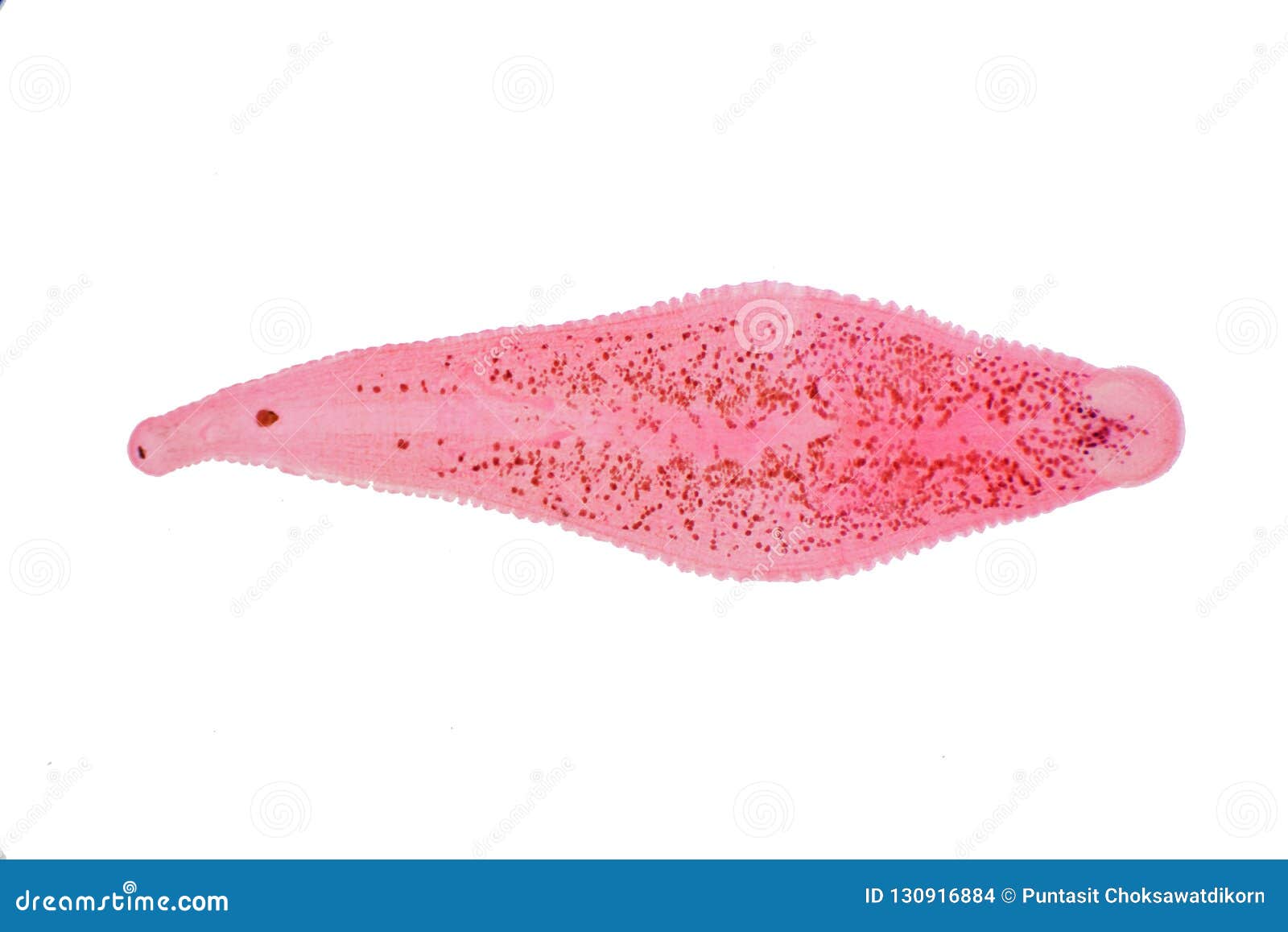 Leech of Cattle and Other Grazing Animals Stock Photo - Image of ...