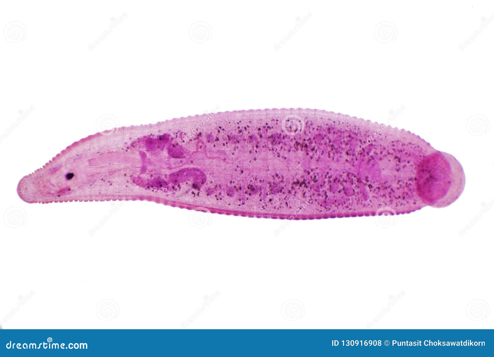 Leech of Cattle and Other Grazing Animals Stock Photo - Image of ...