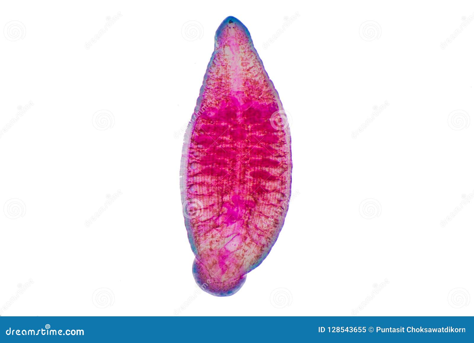 Leech of Cattle and Other Grazing Animals Stock Image - Image of blood ...
