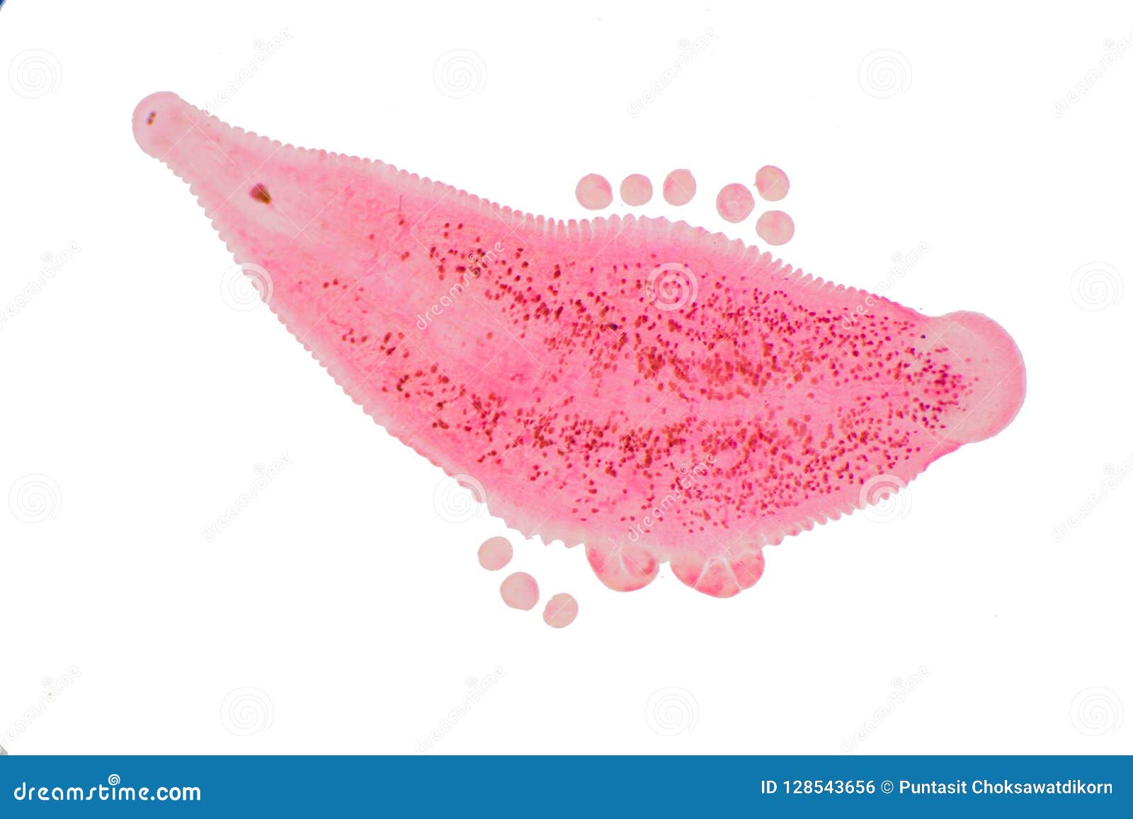 Leech of Cattle and Other Grazing Animals Stock Photo - Image of macro ...