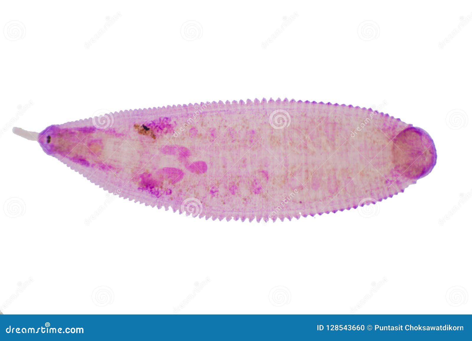 Leech of Cattle and Other Grazing Animals Stock Photo - Image of hirudo ...