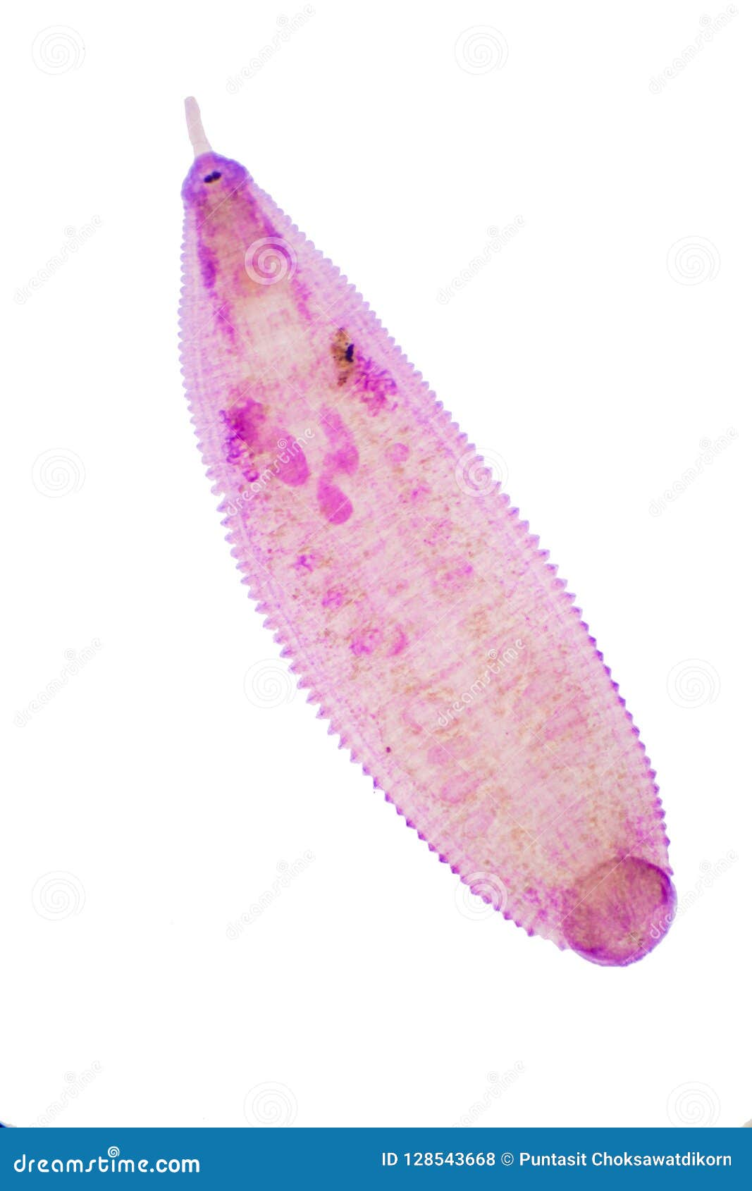 Leech of Cattle and Other Grazing Animals Stock Photo - Image of ...