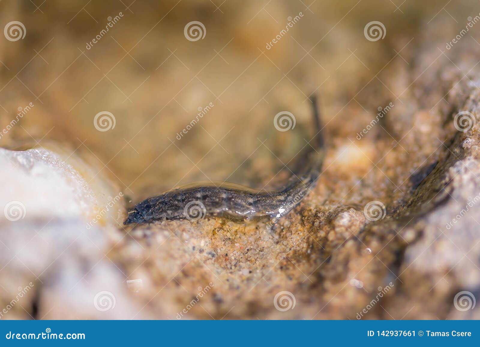 Leech Close Up Selective Focus in the Water Macro Stock Image - Image ...