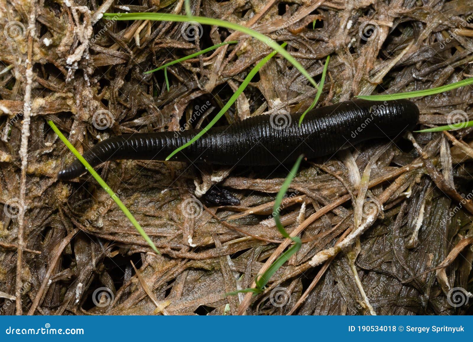 A Leech in the Grass. Close Up.Macro Mode. Black Leech with a Yellow ...