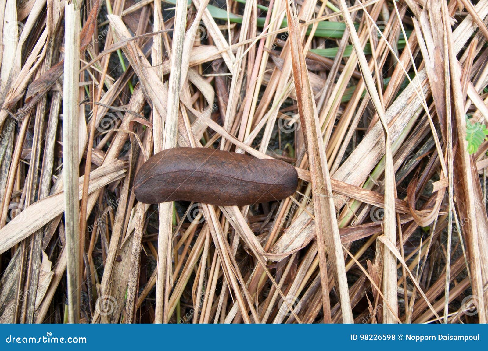 Leech on grass stock photo. Image of blood, slothful - 98226598