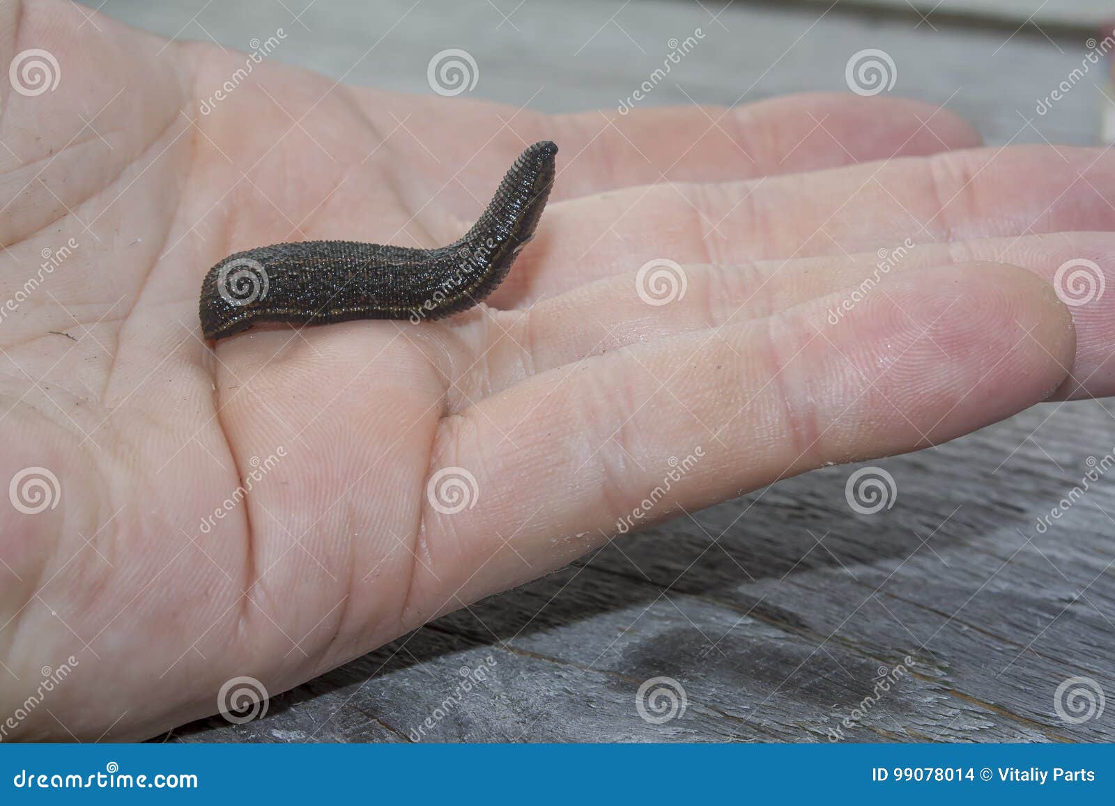 Leech on hand stock photo. Image of medical, macro, bloodsucking - 99078014