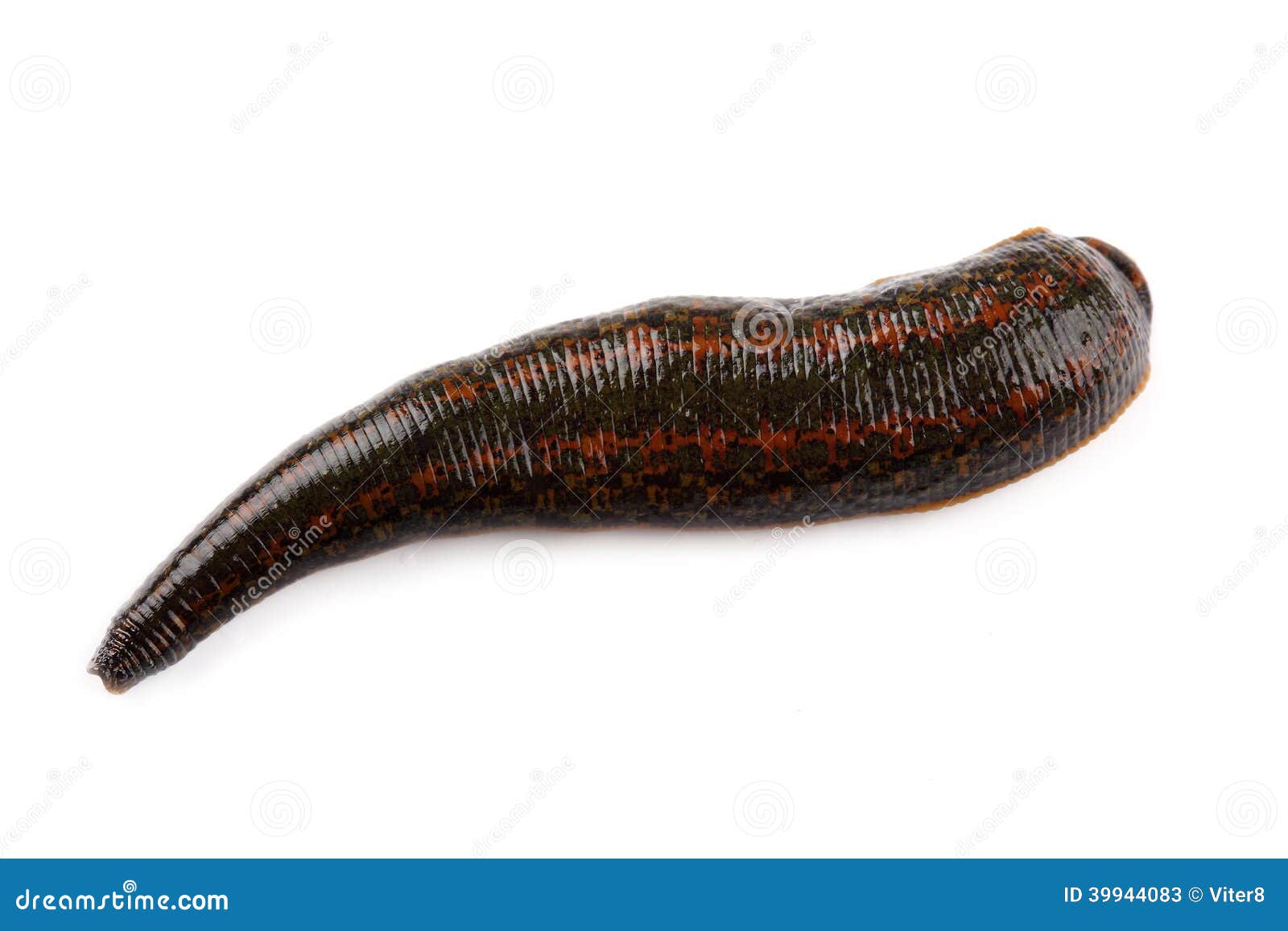 Leech isolated on white stock image. Image of medicinalis - 39944083