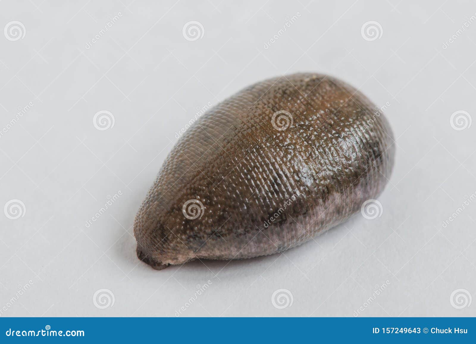 Leech Isolated on White Background Stock Image - Image of detail ...