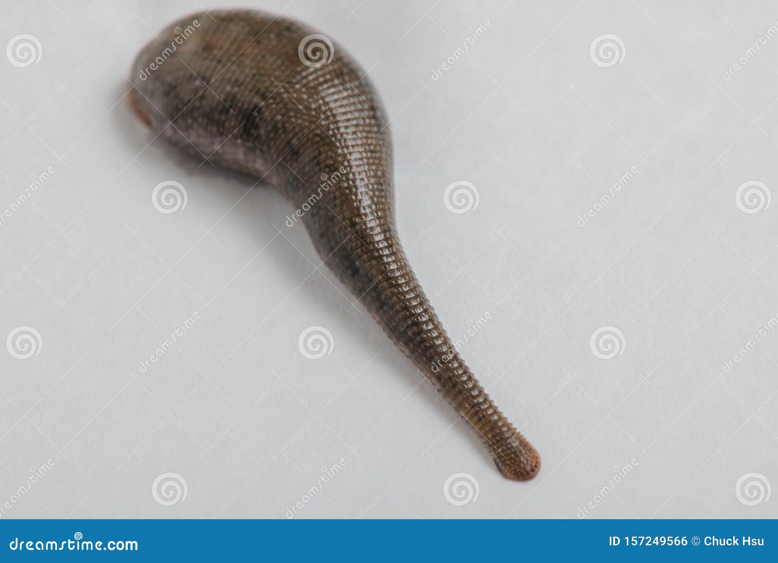 Leech Isolated on White BackgroundLeech Isolated on White Background ...