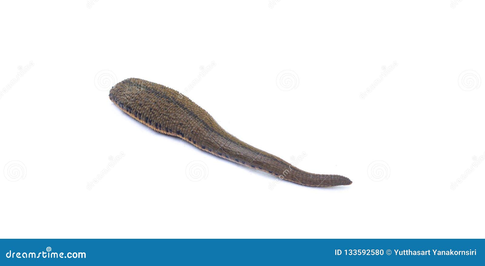 Leech Isolated on White Background Stock Photo - Image of macro ...