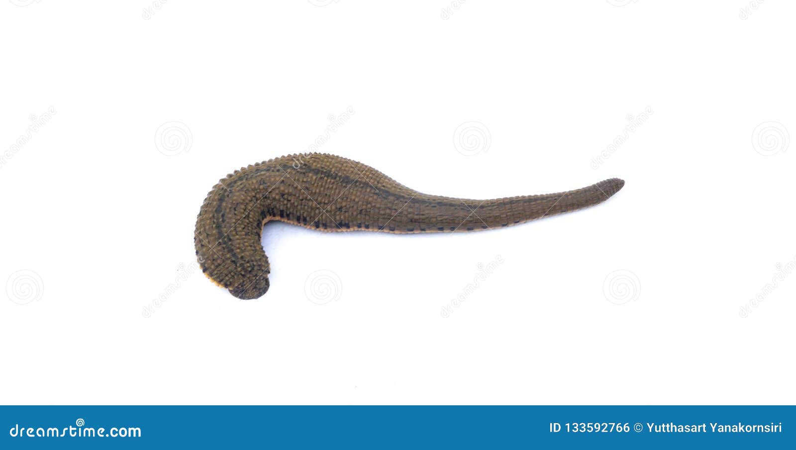 Leech Isolated on White Background Stock Photo - Image of biology ...