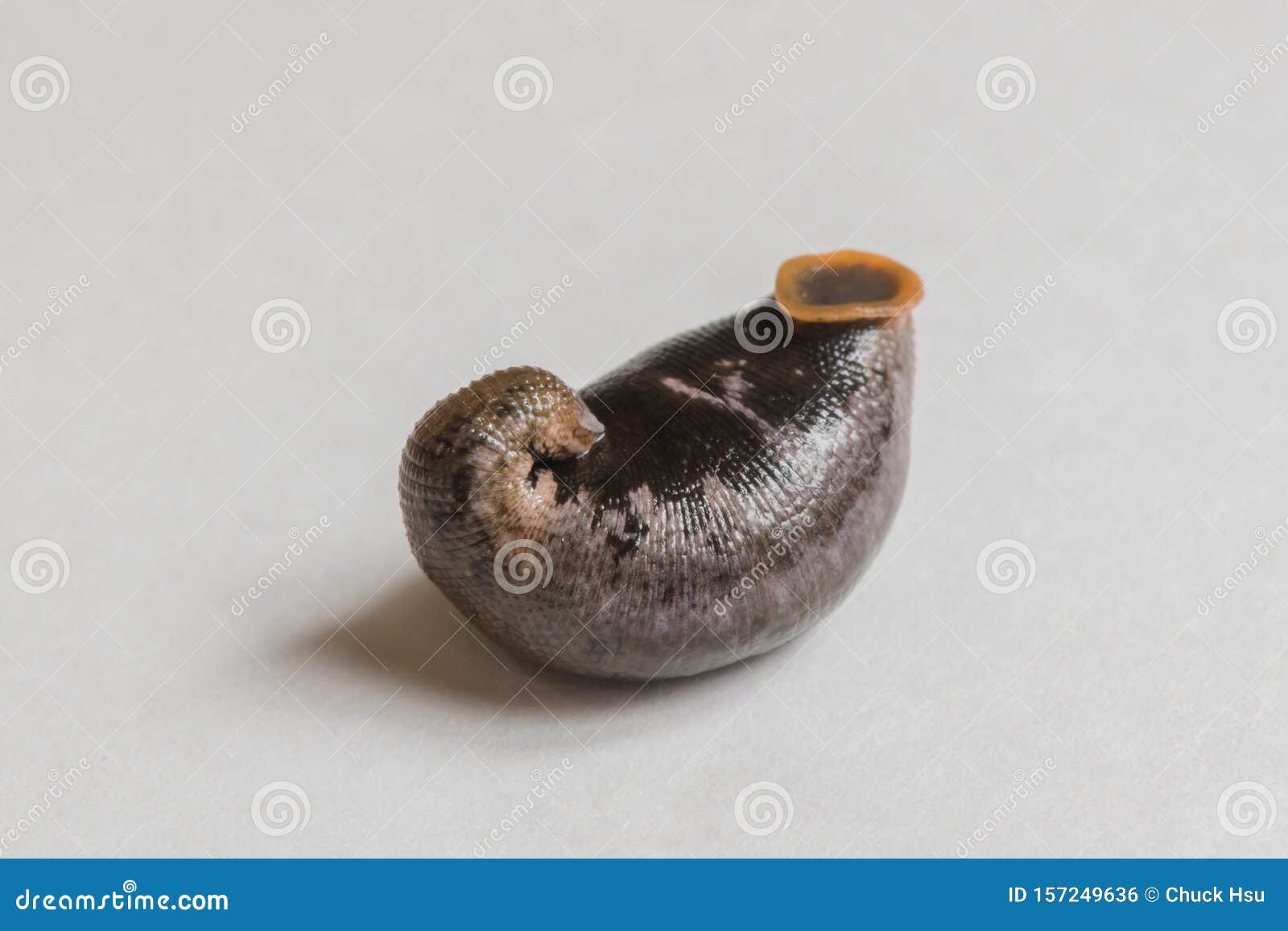 Leech Isolated on White Background Stock Photo - Image of healthy ...