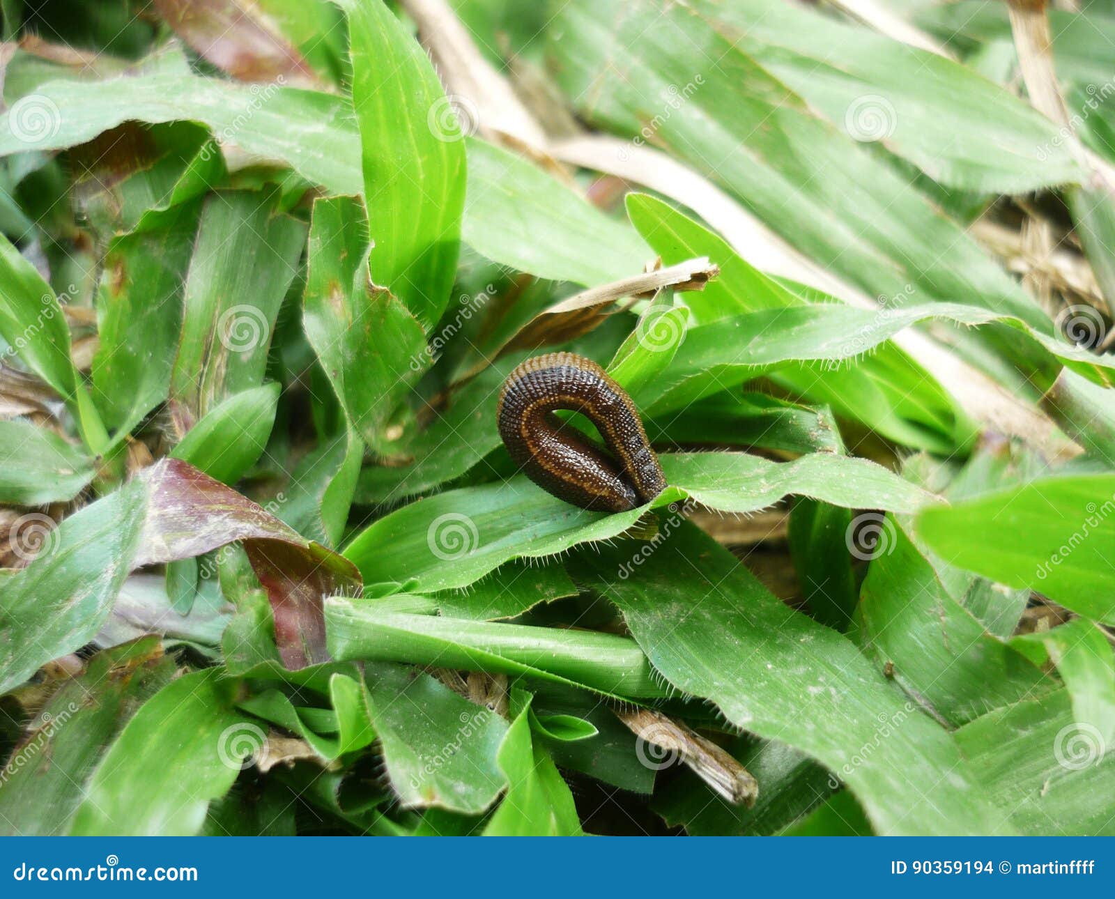 Leech in Khao Yai National Park Stock Photo - Image of national ...
