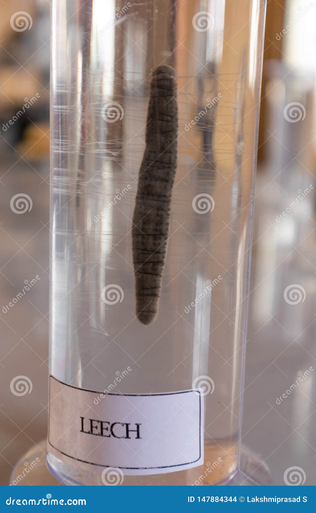 Leech in Lab Glassware at Science Laboratory in College Stock Photo ...