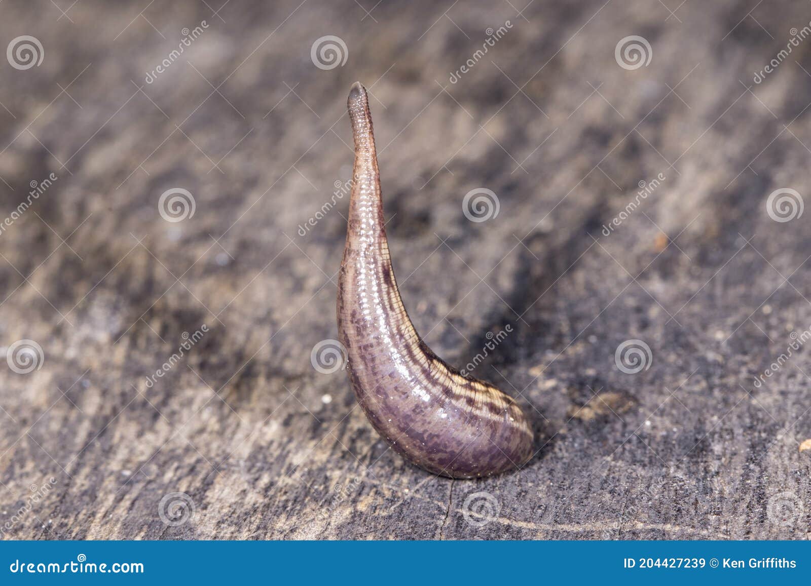 Leech stock image. Image of australia, wildlife, leech - 204427239