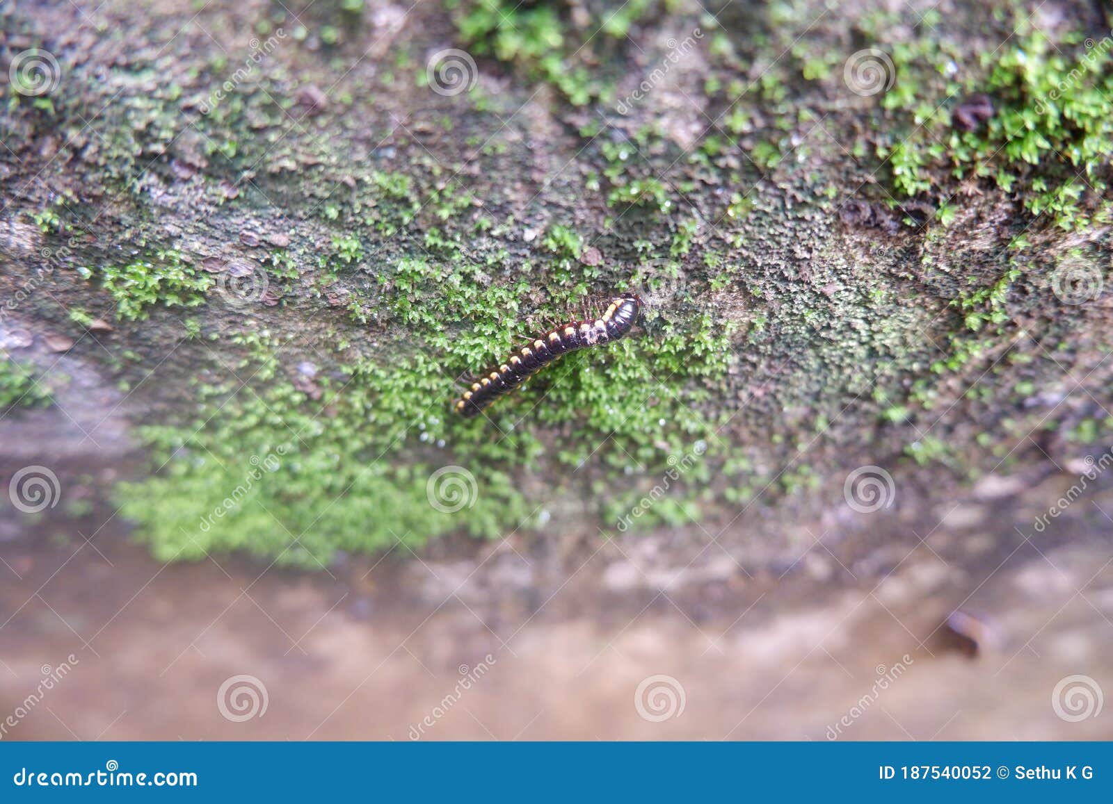 A Leech Moving through a Surface Stock Photo - Image of insect, flower ...