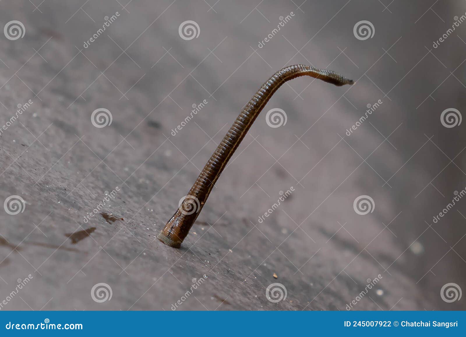 Leech in nature jungle stock photo. Image of beach, blood - 245007922