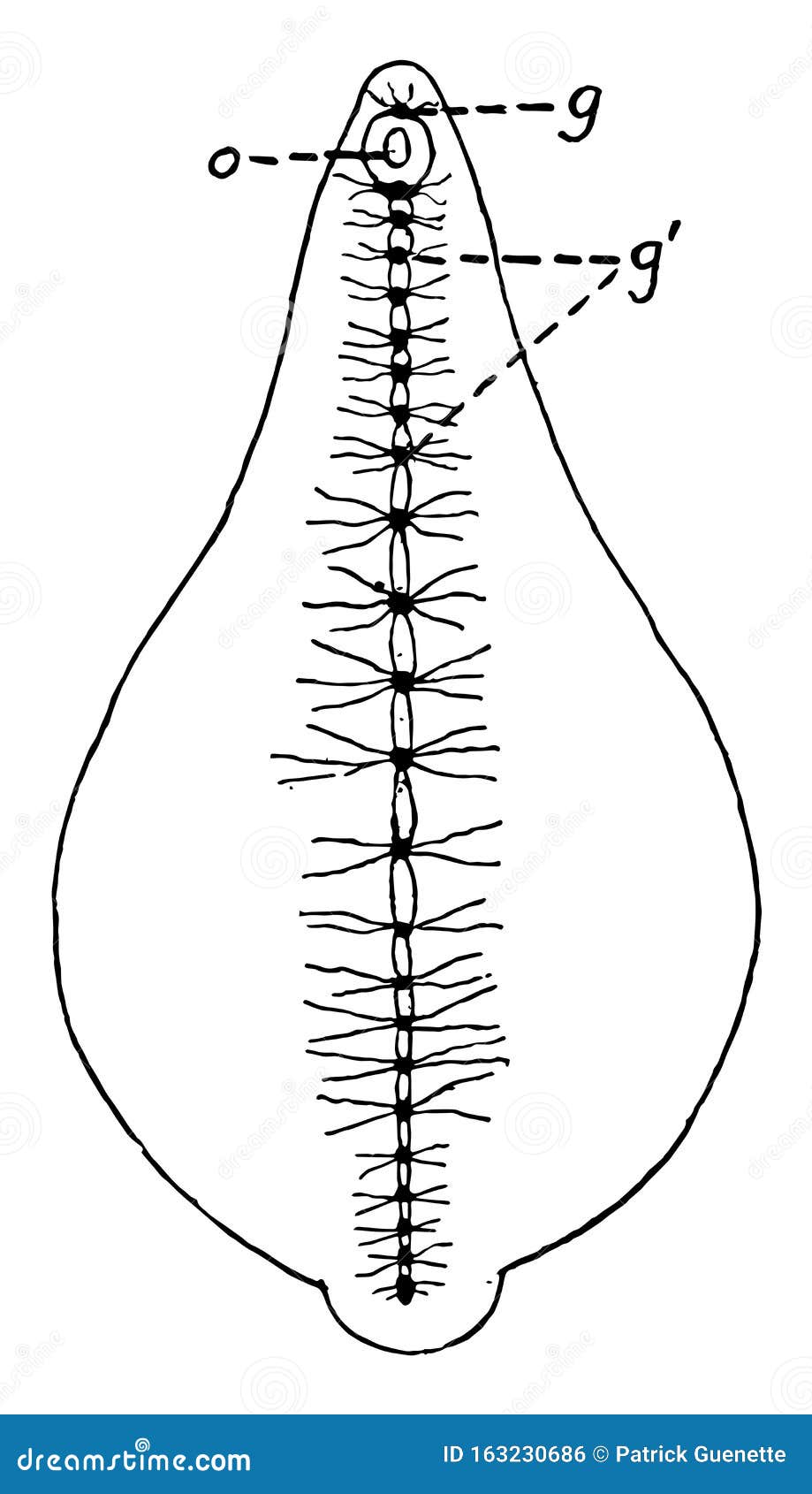 Leech Labelled Diagram