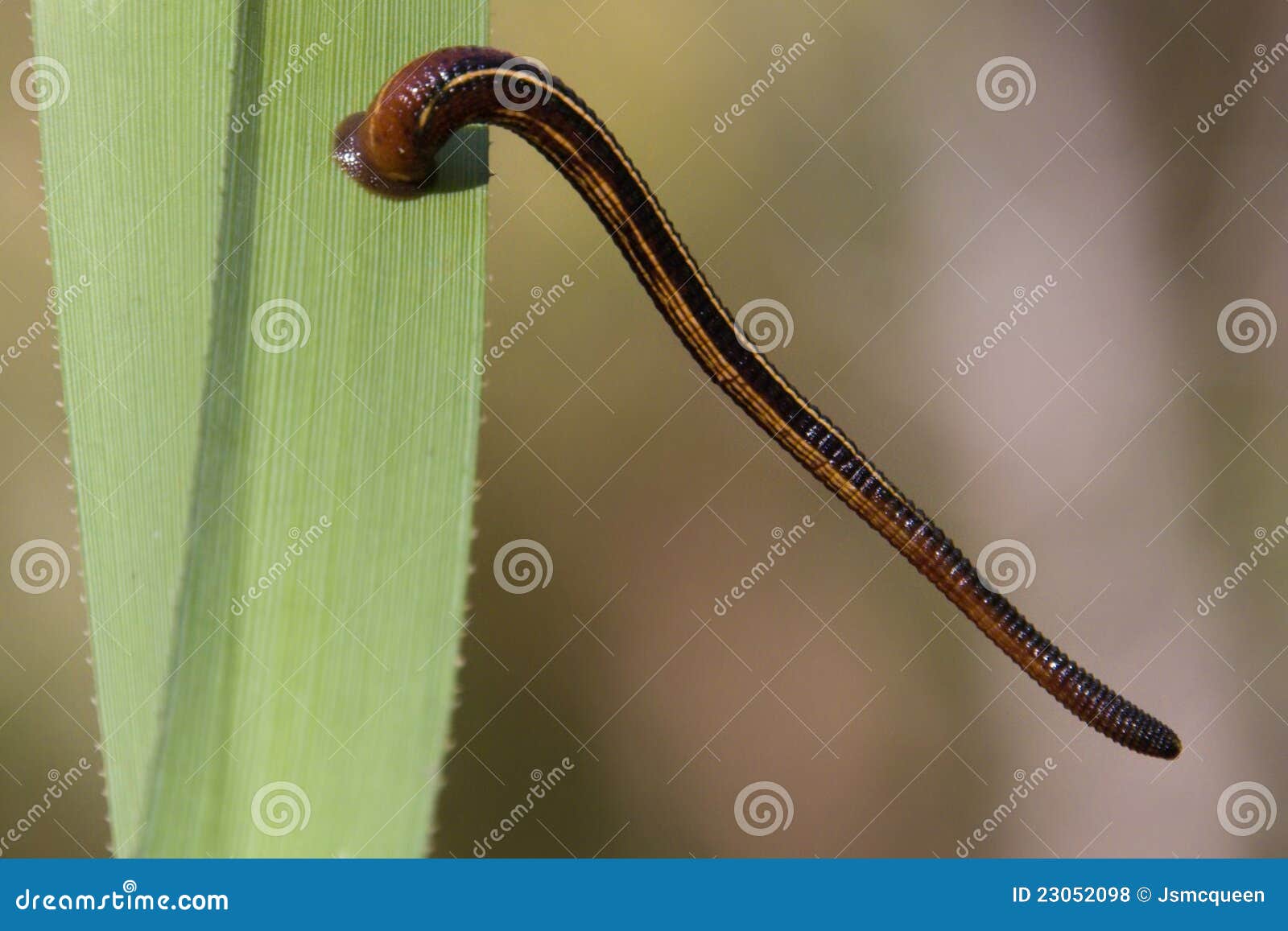 Leech Reach stock photo. Image of bloodsucker, hungry - 23052098
