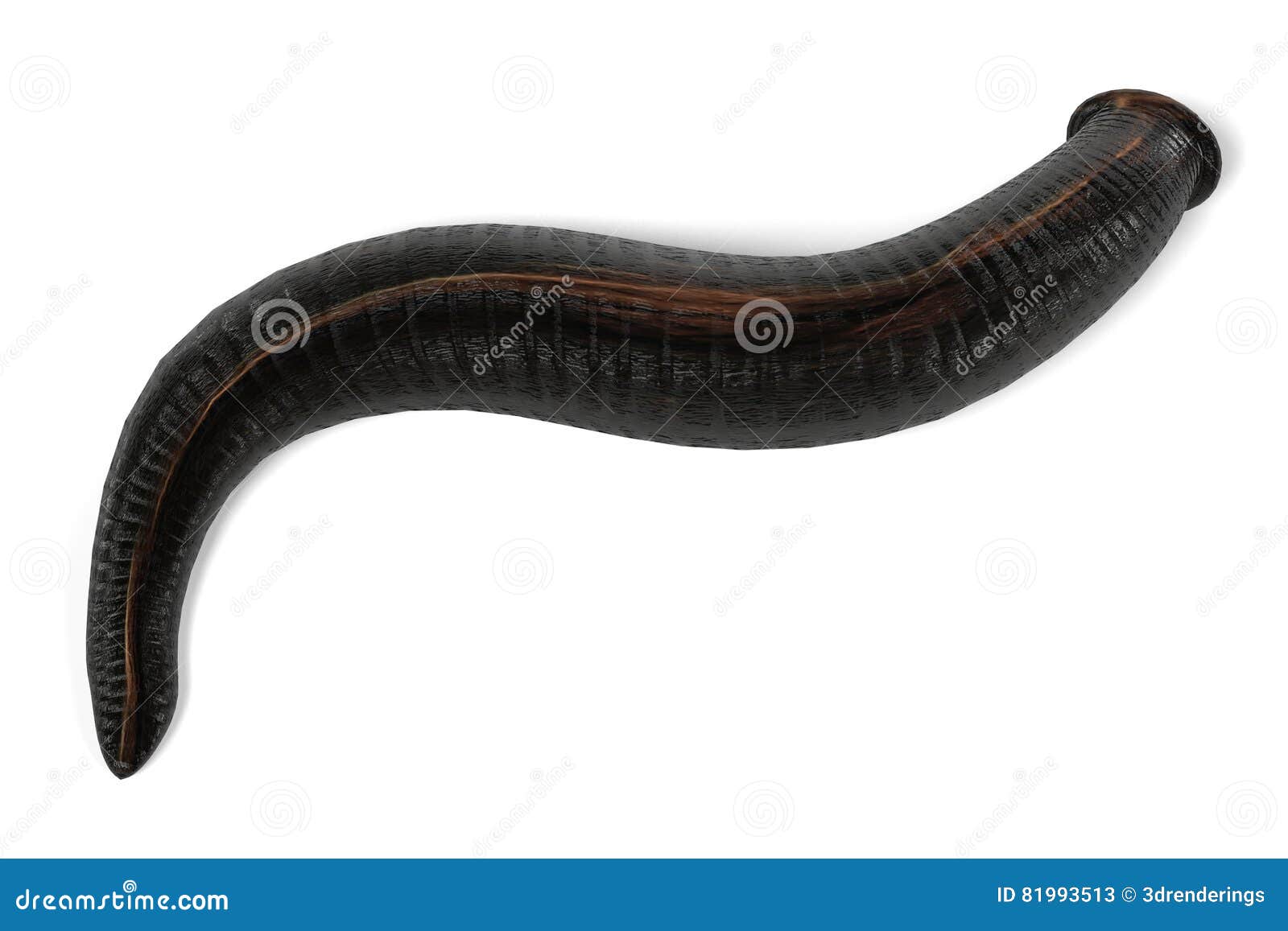 Leech stock illustration. Illustration of medical, human - 81993513