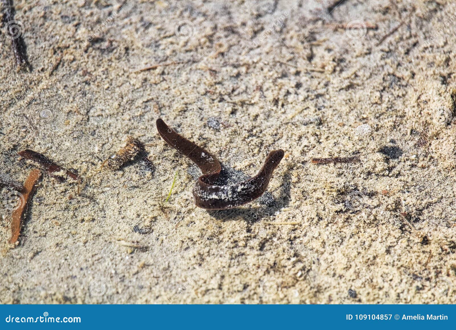 A Leech Swimming in Sandy Shallow Water Stock Image - Image of brown ...