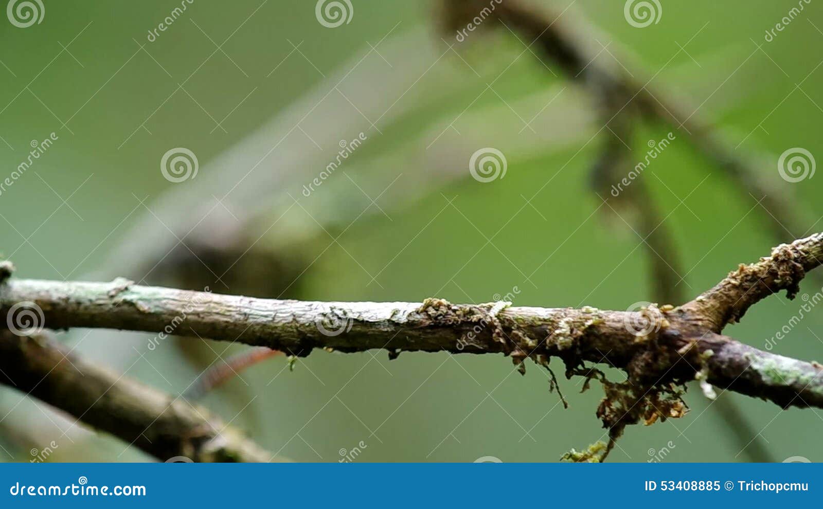 Leech in Tropical Rain Forest Stock Video - Video of twig, leech: 53408885