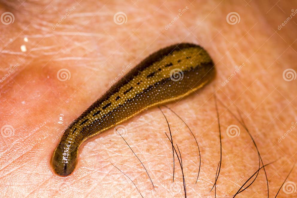 Leech via macro view stock image. Image of pest, specimen - 53663301