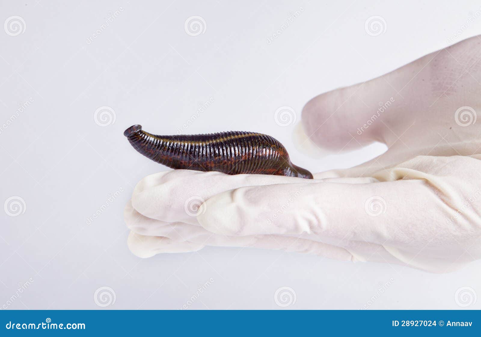 Leech on white stock photo. Image of treatment, hand - 28927024
