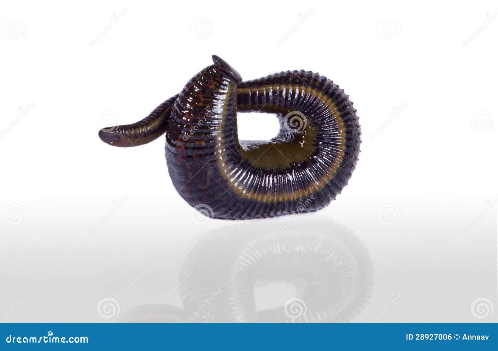 Leech on a White Background Stock Photo - Image of hospital, long: 28927006