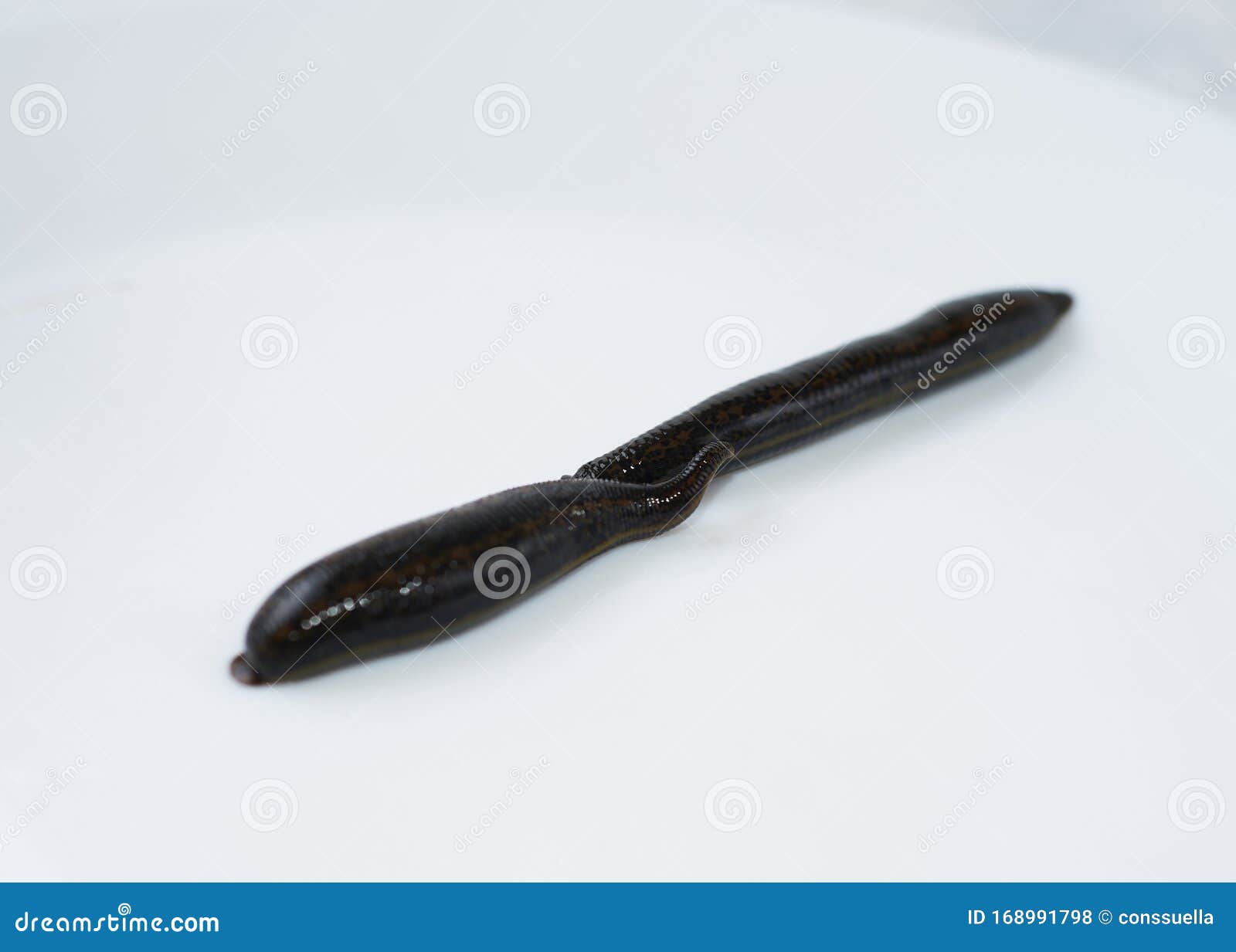Medical Leech on White Background Close Up Stock Photo - Image of ...