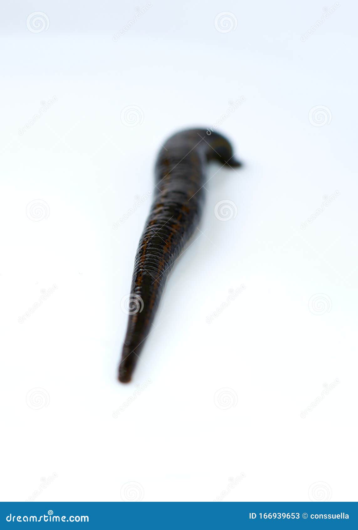 Medical Leech on White Background Close Up Stock Image - Image of ...