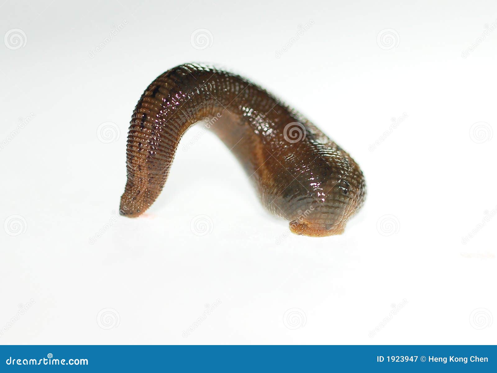 Leech2 stock image. Image of animal, worn, leech, faten - 1923947