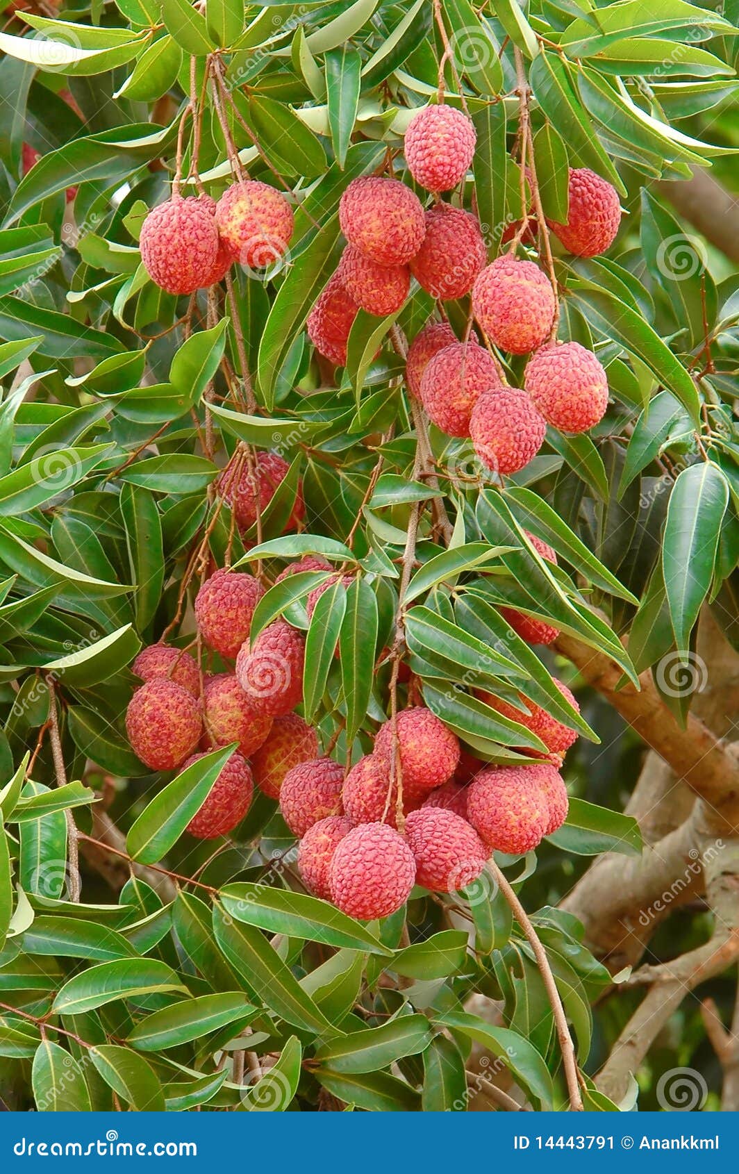 Leechee stock image. Image of tree, bunch, sweet, fresh - 14443791