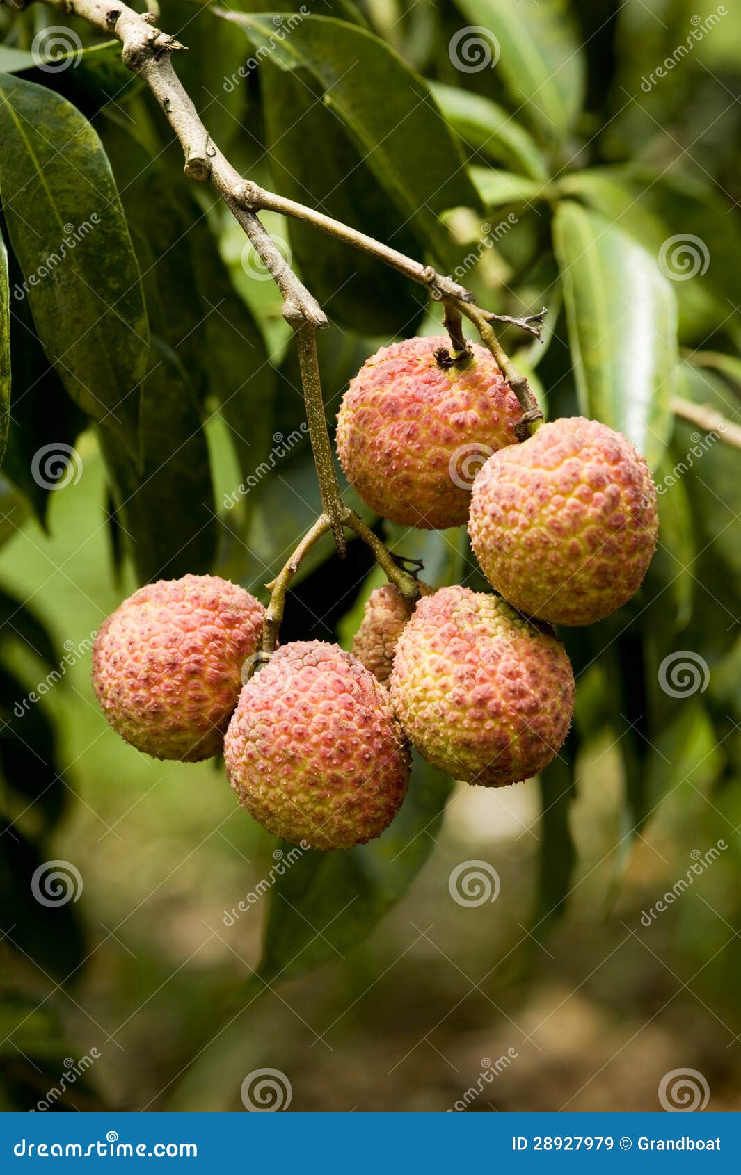 Leechee, stock image. Image of hainan, sweet, tropical - 28927979