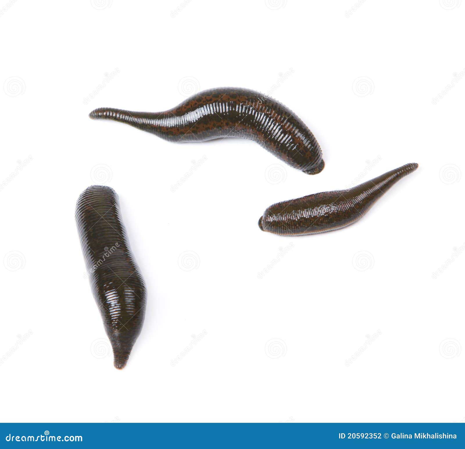 Leeches Foto Stock - Download 228 Royalty Free Photos