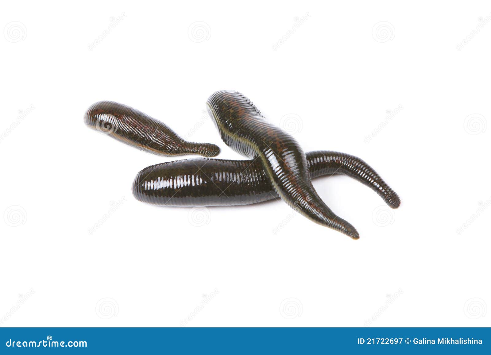 Leeches stock image. Image of medical, medication, background - 21722697