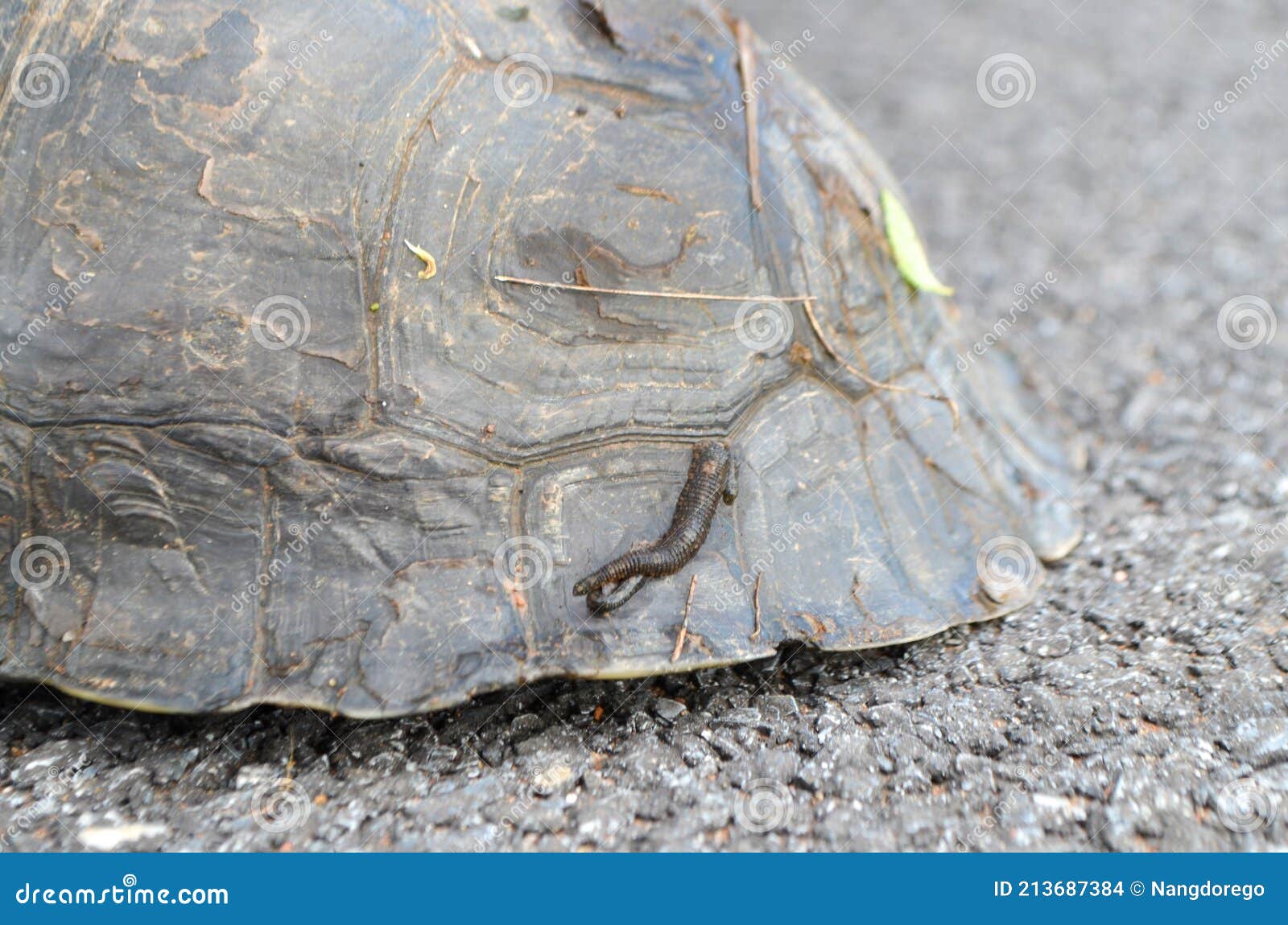 Leeches Attached To the Carapace of Snapping Turtles Stock Photo ...
