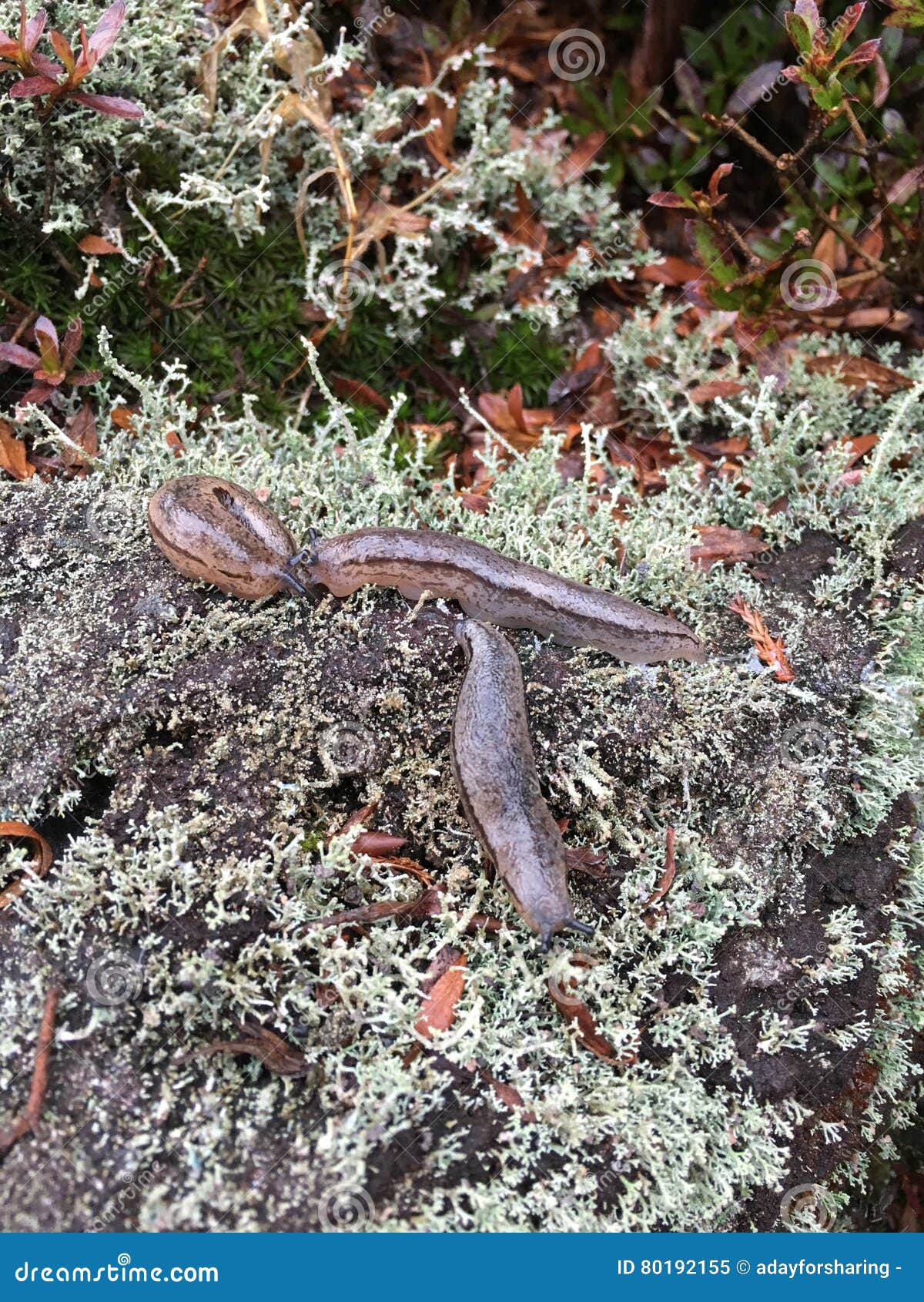 Leeches and the gang stock image. Image of stone, rock - 80192155