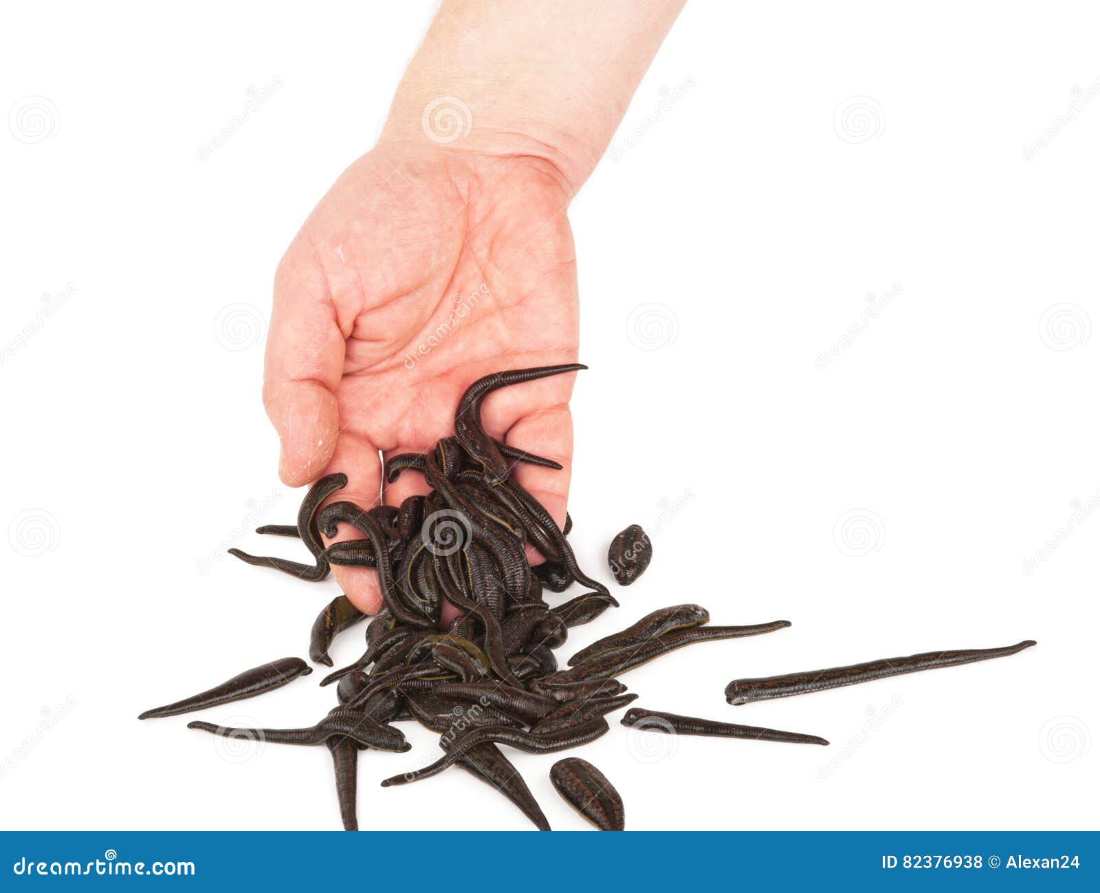Leeches in hand stock photo. Image of invertebrate, magnification ...