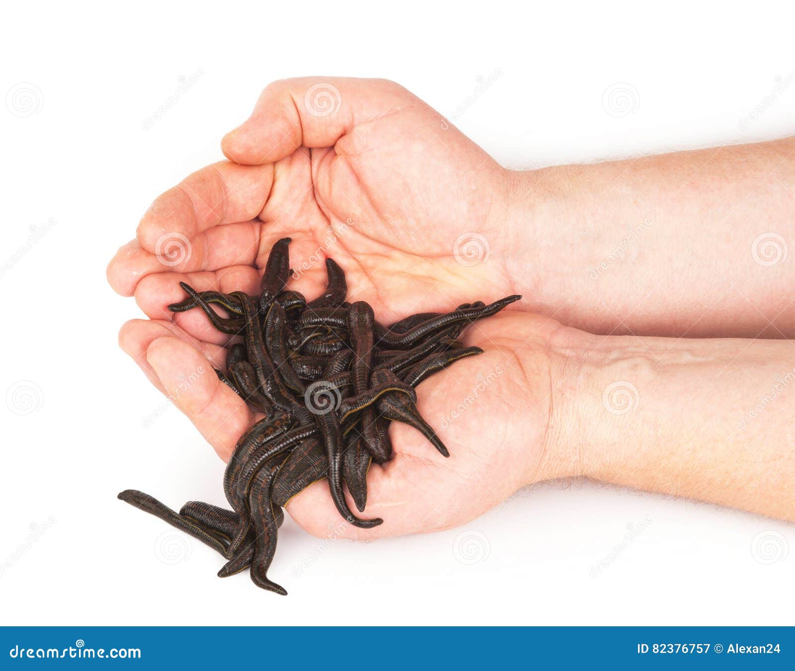 Leeches in hands stock image. Image of hands, invertebrate - 82376757