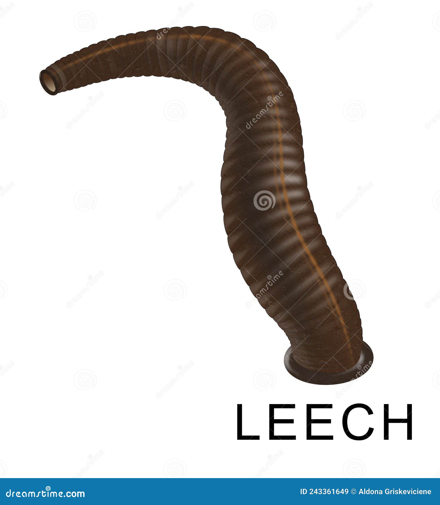 Leeches are Segmented Parasitic or Predatory Worms that Comprise the ...